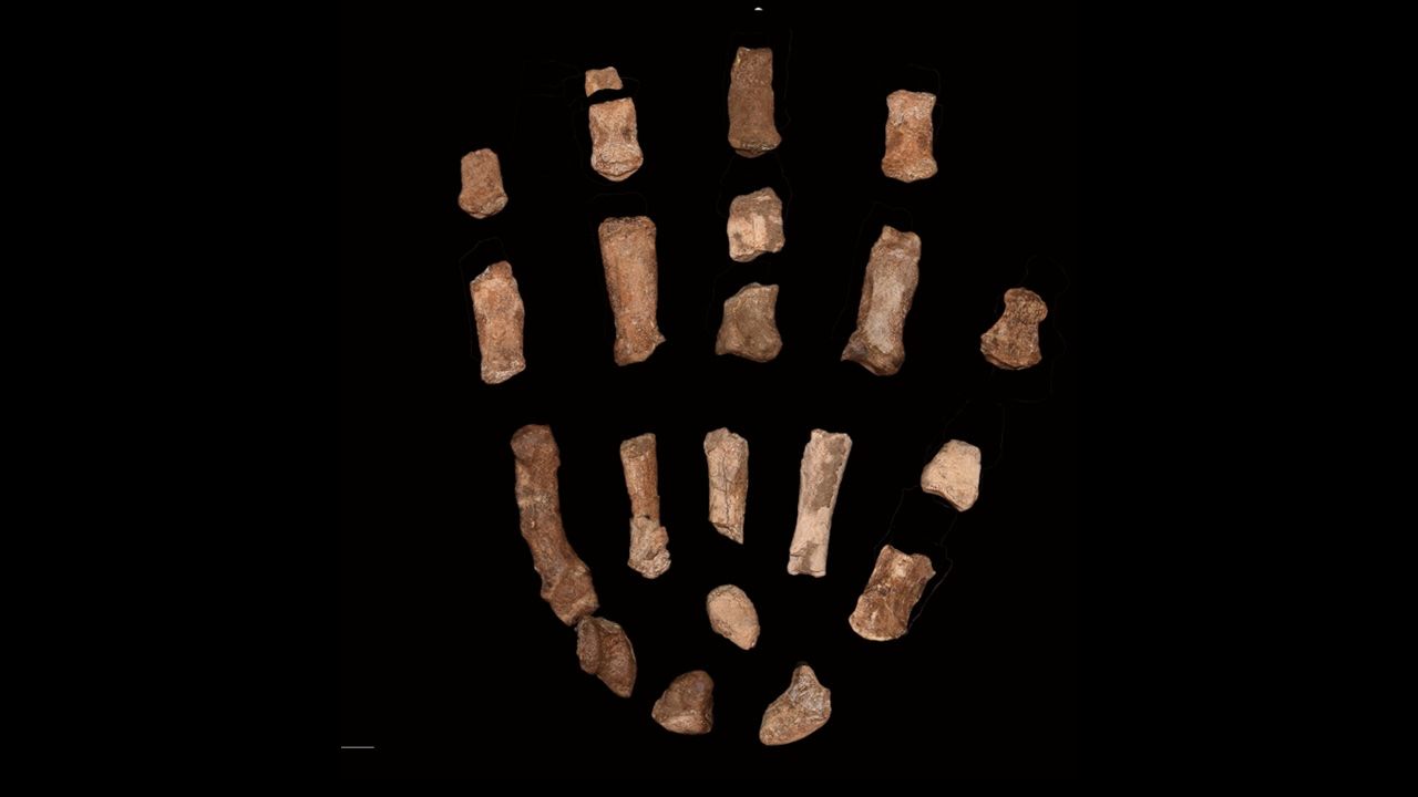 human evolution tree smithsonian