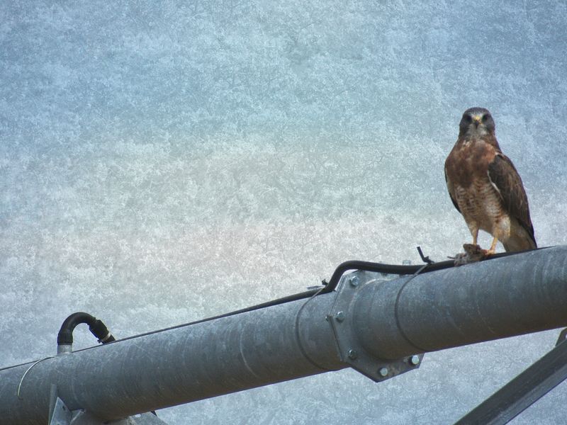 Hawk with Mouse | Smithsonian Photo Contest | Smithsonian Magazine