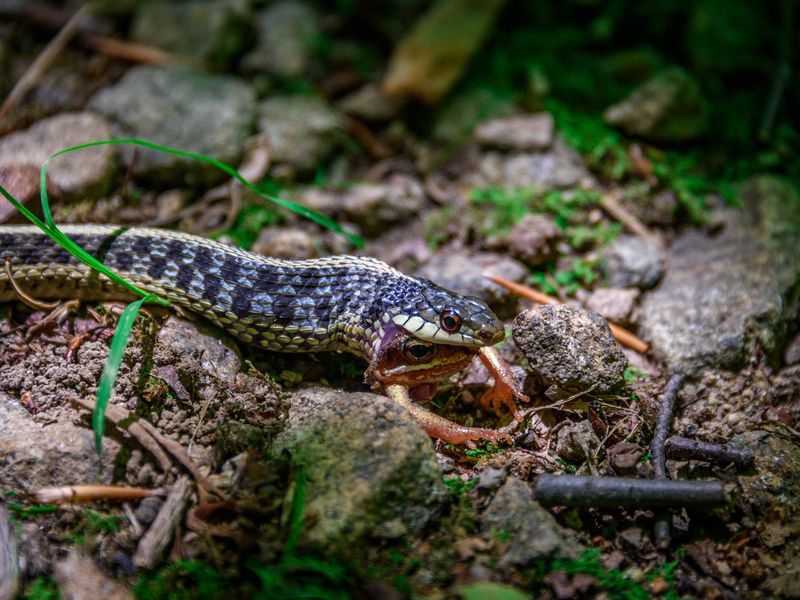 Frog Lunch | Smithsonian Photo Contest | Smithsonian Magazine