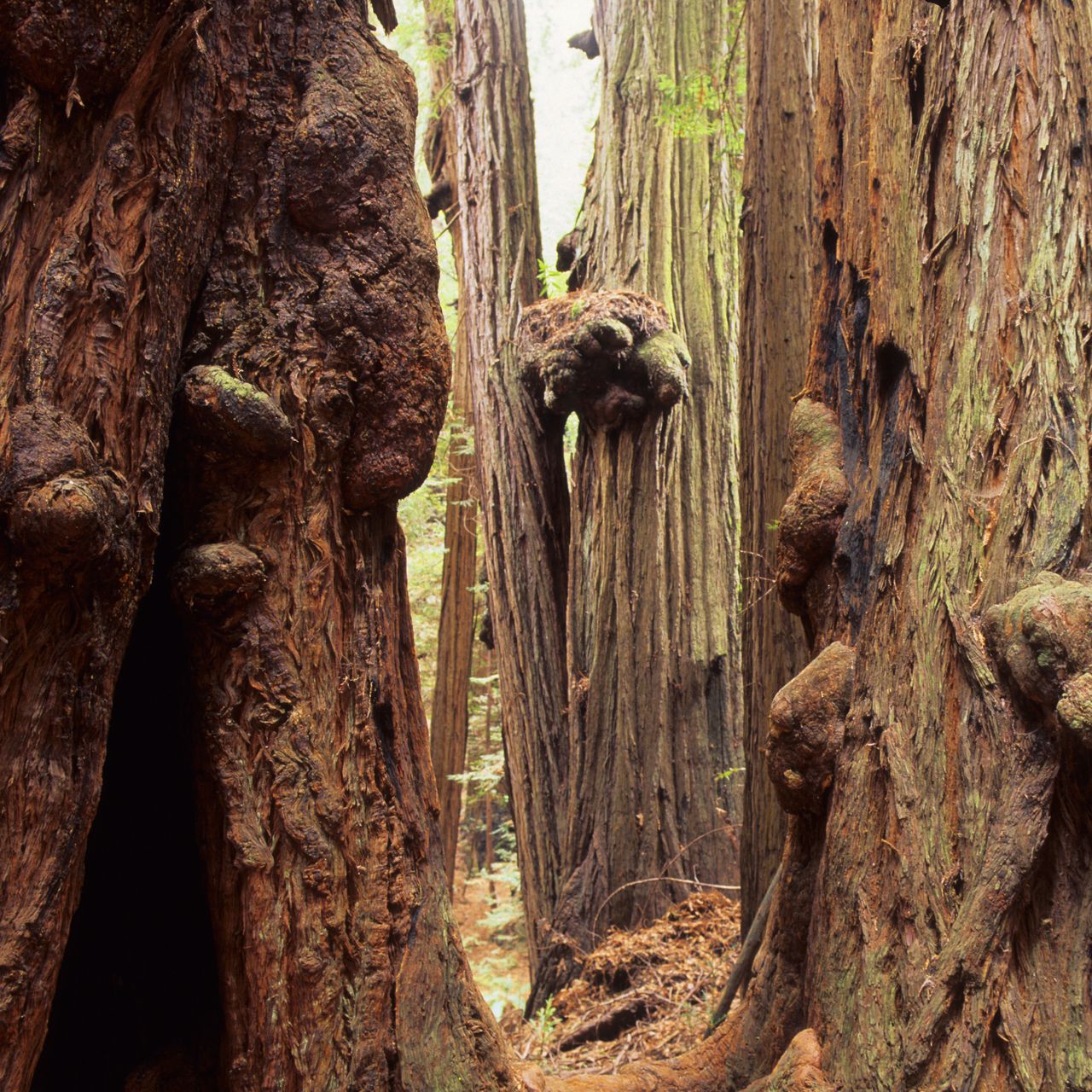 giant sequoia timber