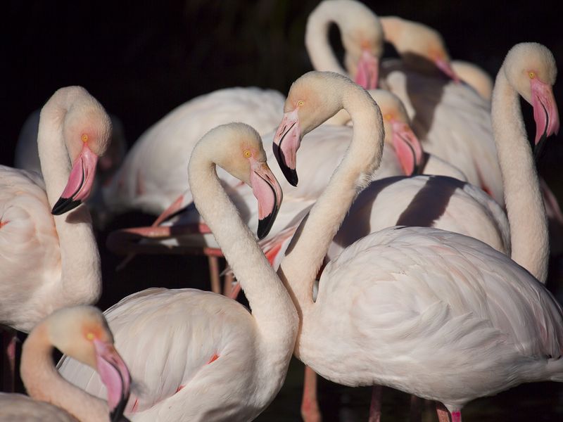 The demure and calm appearance of these flamingoes on a Game Farm in ...