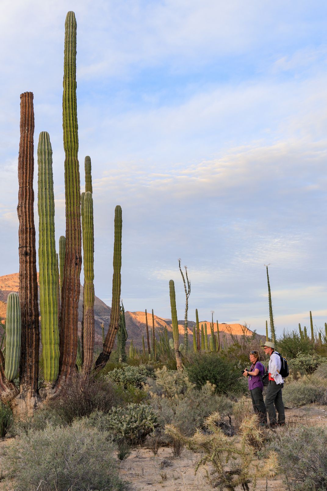 Among the Giant Cordons and Boojum Trees Baja Mexico | Smithsonian ...