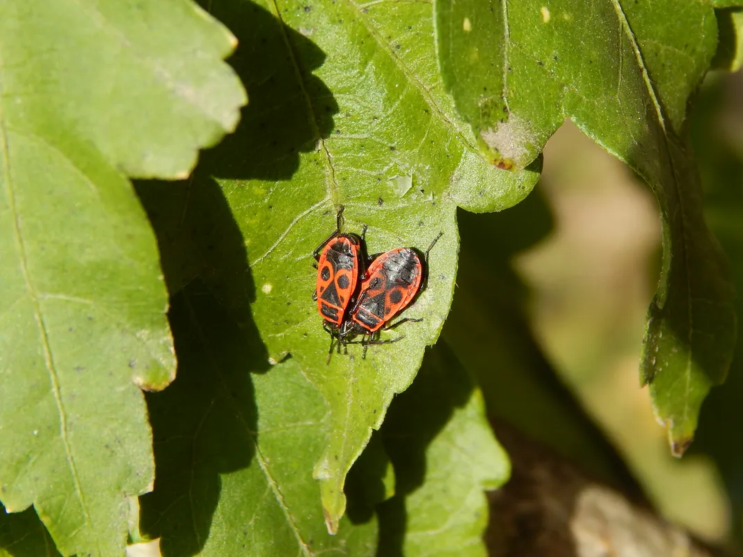 Insect Love | Smithsonian Photo Contest | Smithsonian Magazine