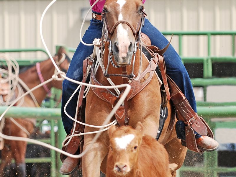 Utah Cowgirl roping a calf in rodeo competition. | Smithsonian Photo ...
