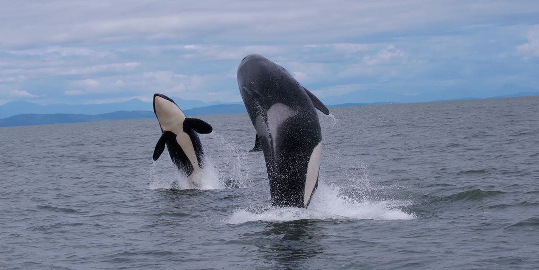 Orca Double Breach | Smithsonian Photo Contest | Smithsonian Magazine