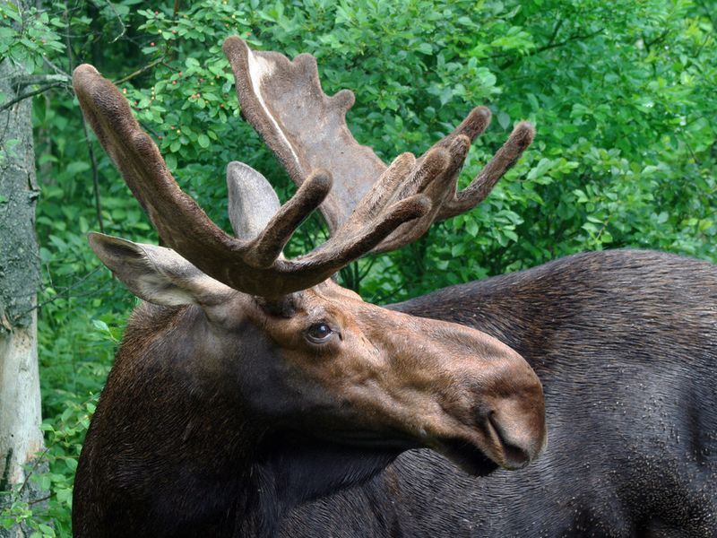 Moose | Smithsonian Photo Contest | Smithsonian Magazine