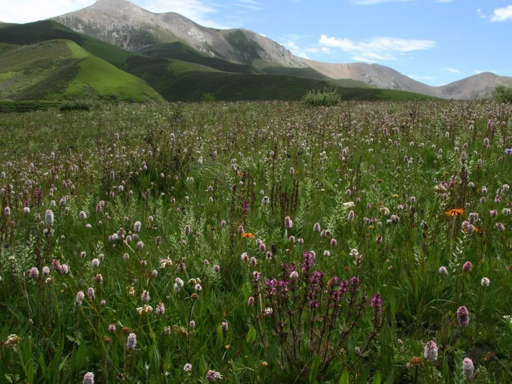 How Ancient Monsoons and Tectonic Shifts Shaped This Flowering Mountain ...