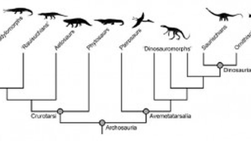 Dinosaur Phylogenetic Tree