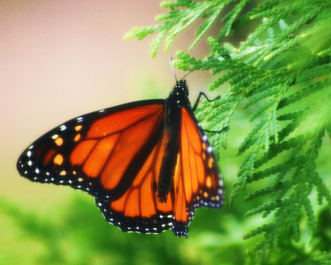 This reminds me of the last few colors of fall before winter comes ...