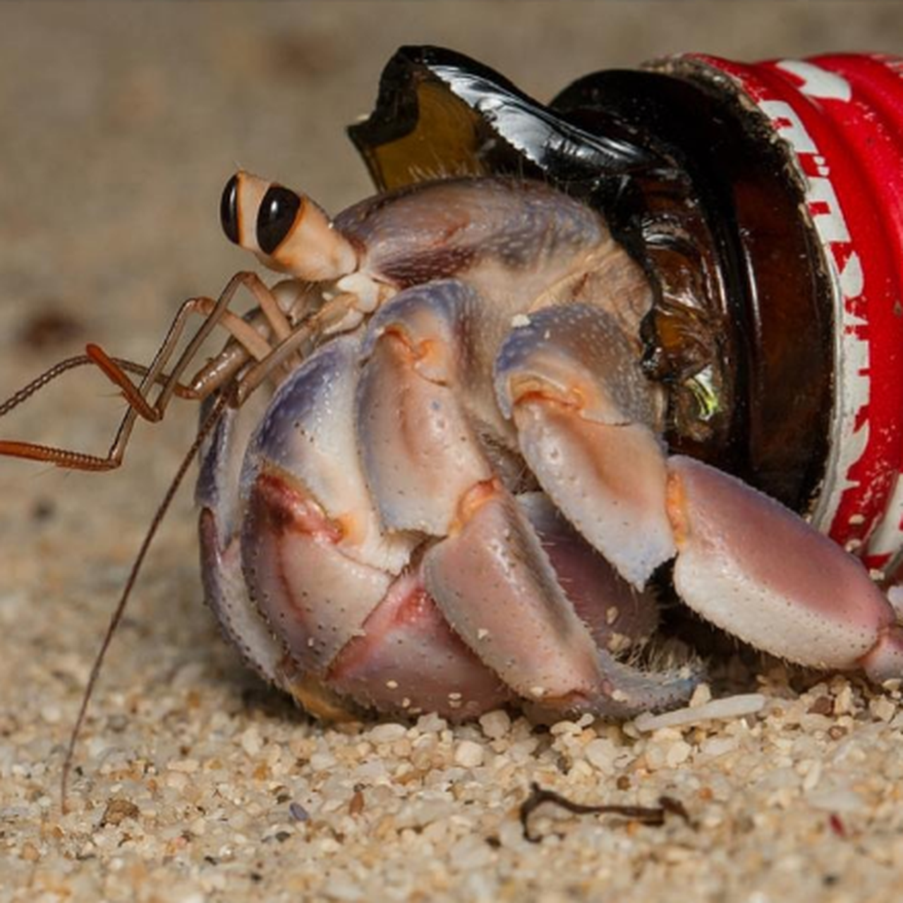 how to make hermit crab change shells