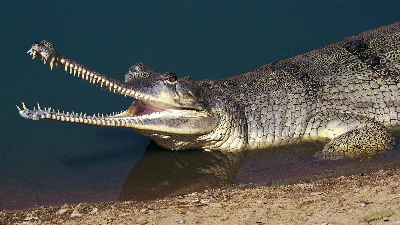 types of crocodiles with pictures