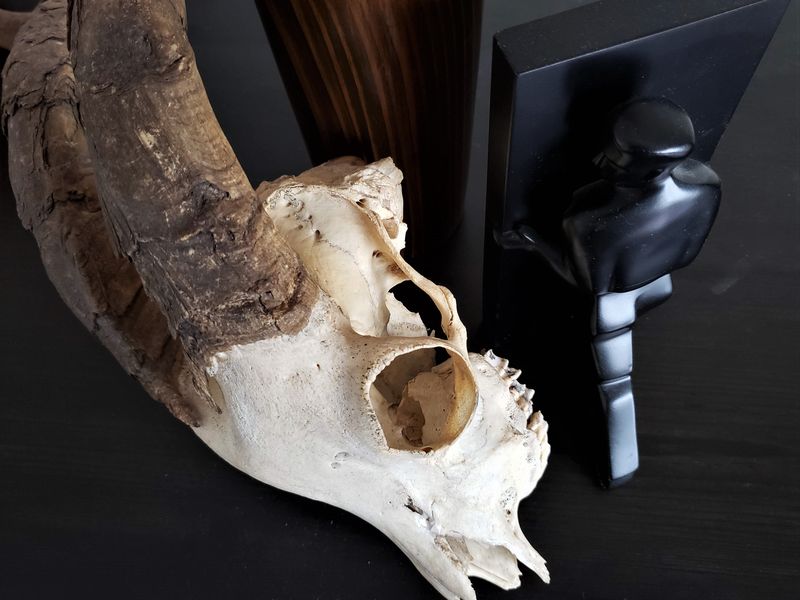 Skull Still 5 | Smithsonian Photo Contest | Smithsonian Magazine