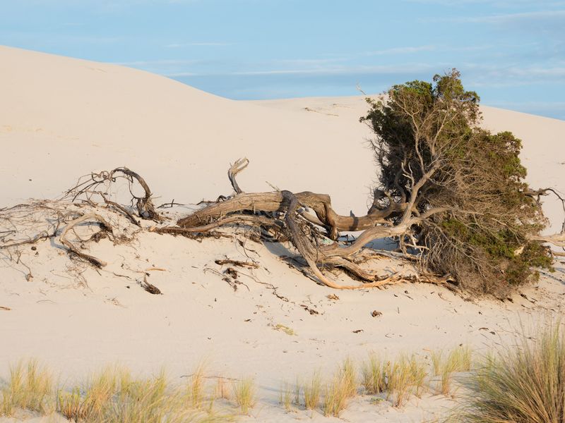 The tree lying down | Smithsonian Photo Contest | Smithsonian Magazine