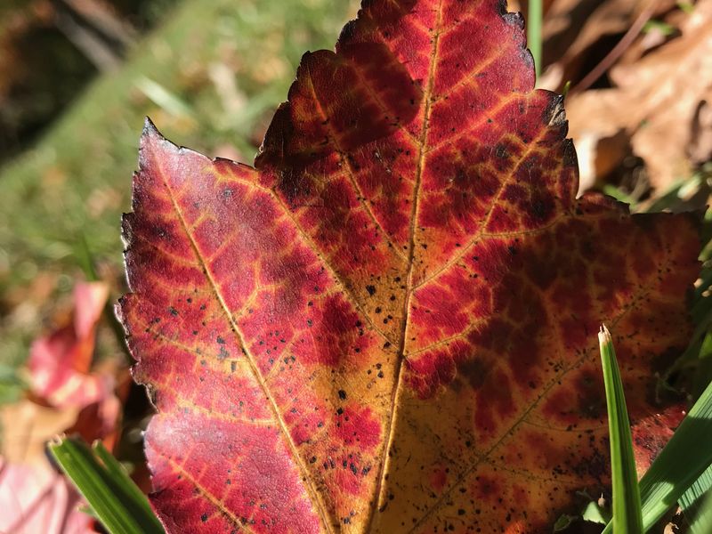 A Red maple leaf in autumn colors | Smithsonian Photo Contest ...