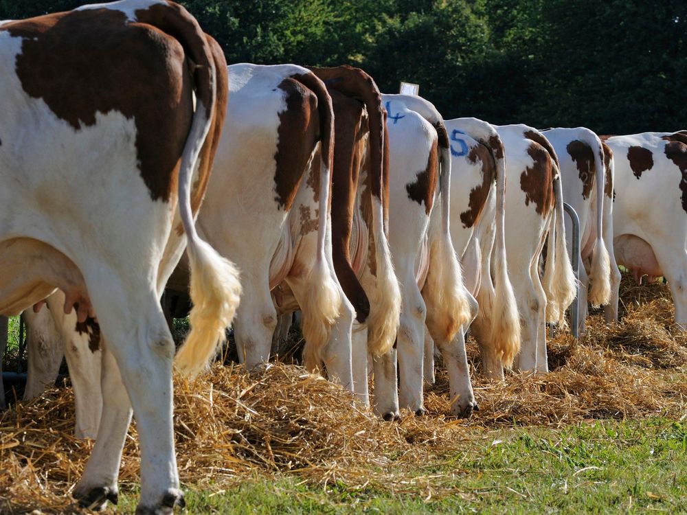 India's Newest Internet Sensation: Cow Dung Patties
