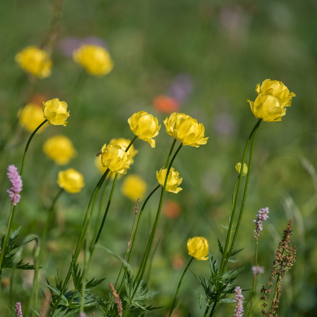 Trollius europaeus on Vitosha mountain 1/4 | Smithsonian Photo Contest ...