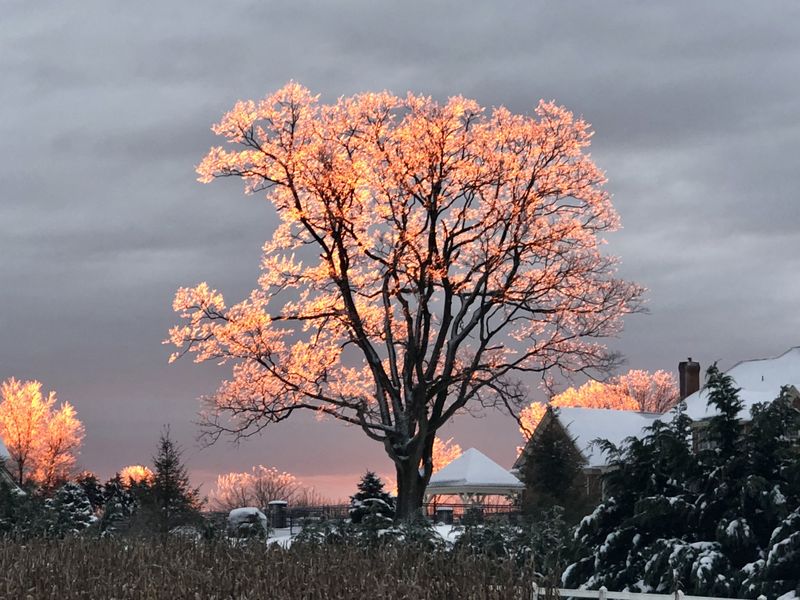 Ice covered tree with sun rising over the horizon behind it ...