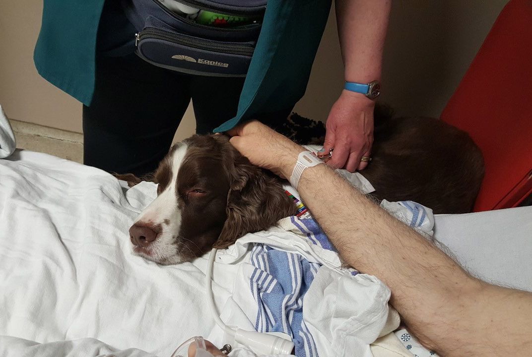 What Is The Point Of A Therapy Dog