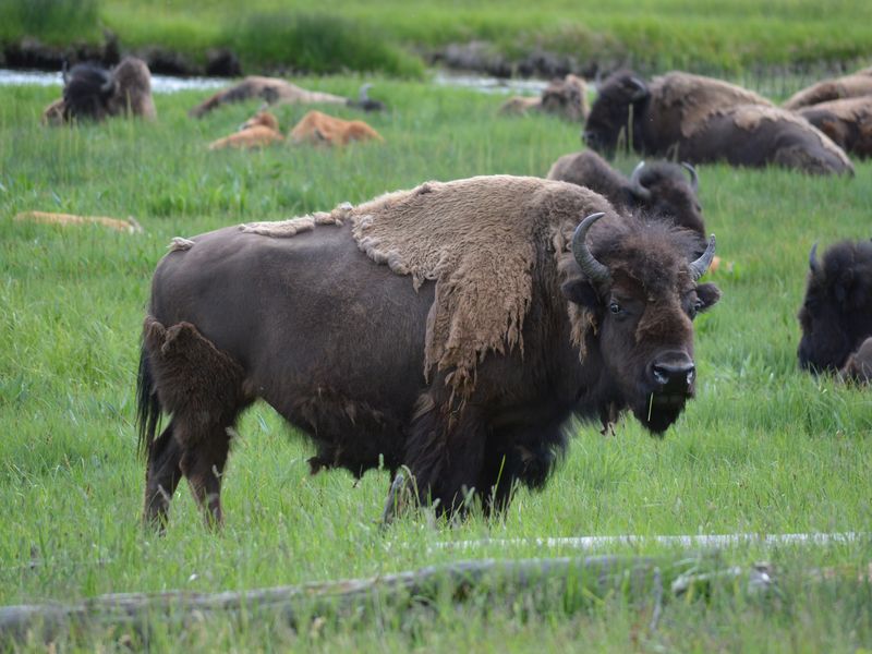 Bison Guarding the Heard | Smithsonian Photo Contest | Smithsonian Magazine