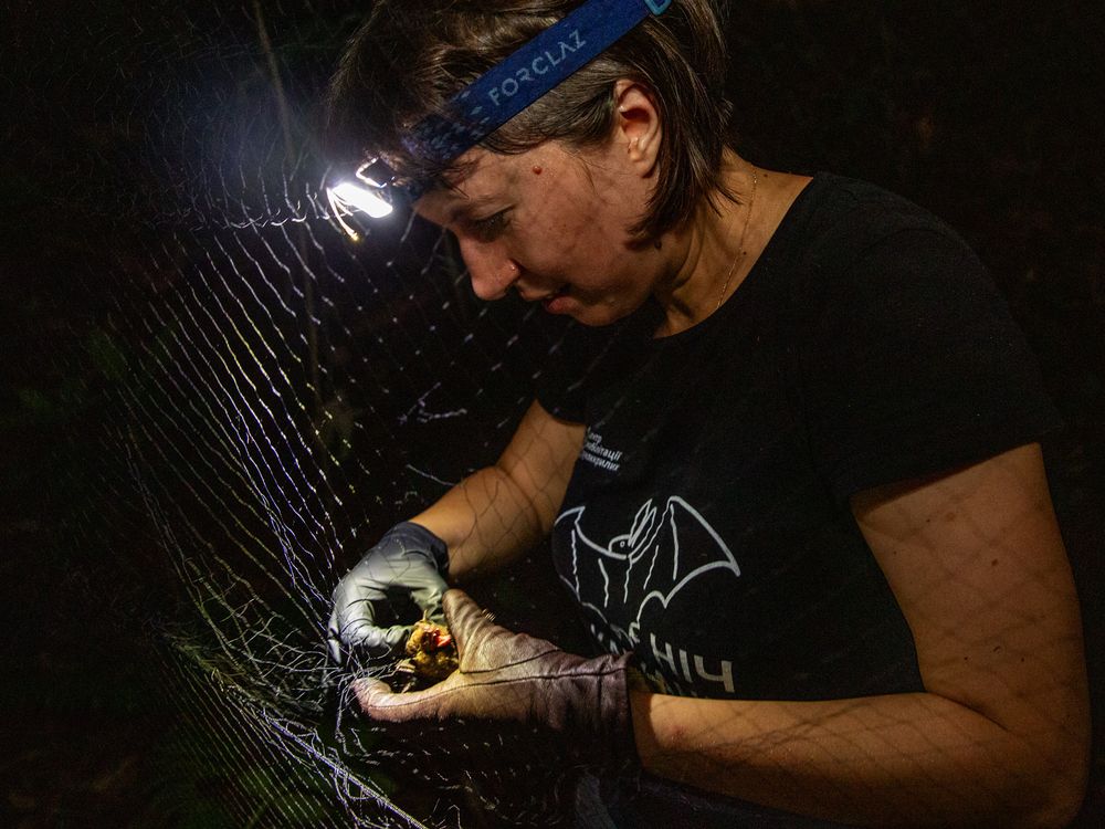 'Scientists for Scientists' Wartime Grant Brings Ukrainian Bat ...