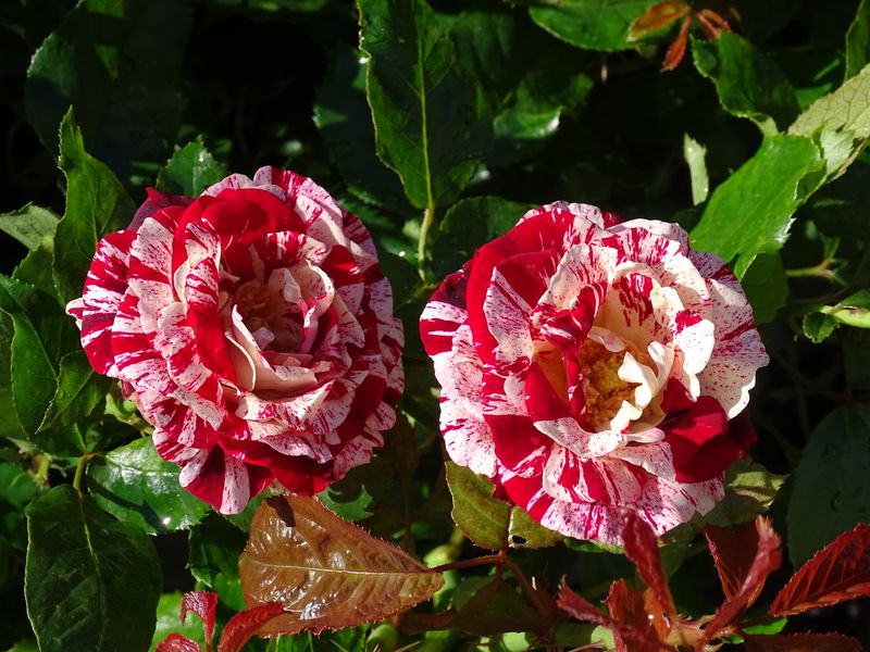 Two Red & White Striped Roses | Smithsonian Photo Contest | Smithsonian ...