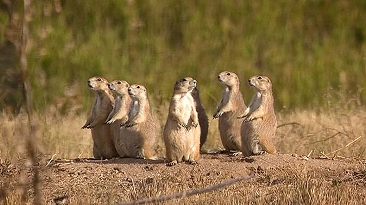 Black Tailed Prairie Dog Shit