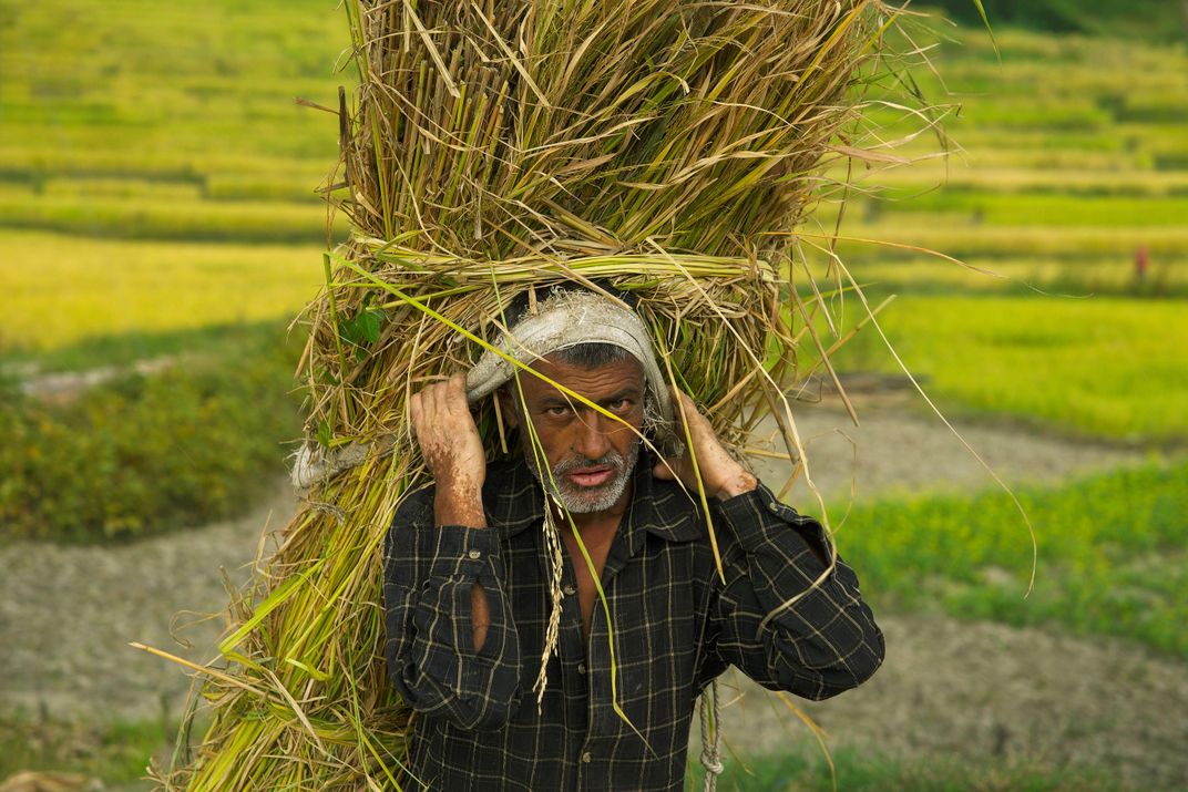 Harvest man | Smithsonian Photo Contest | Smithsonian Magazine