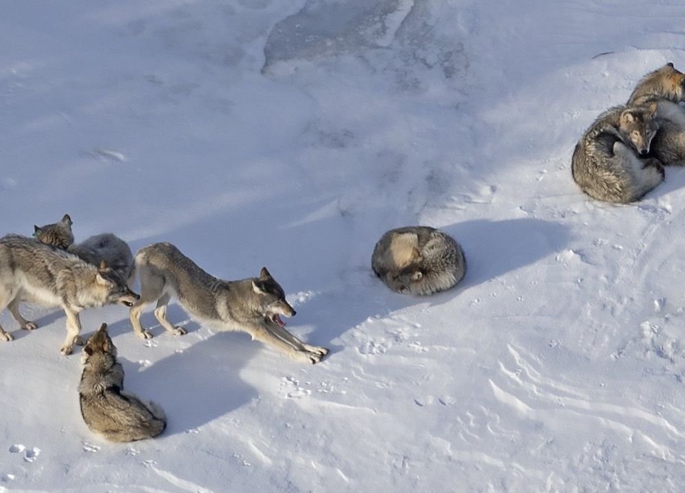 Wolves Are Making a Comeback at Michigan's Isle Royale National Park