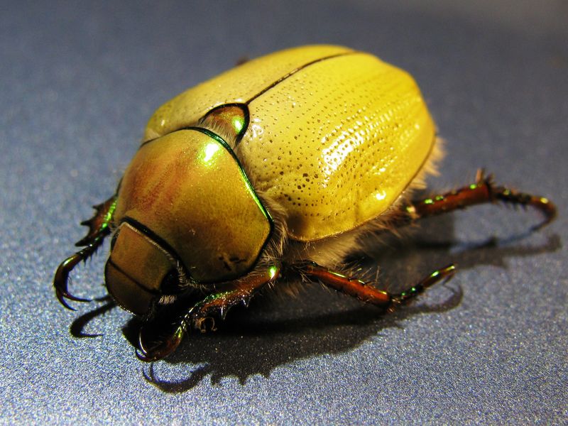 An albino June Bug on the hood of my car | Smithsonian Photo Contest ...