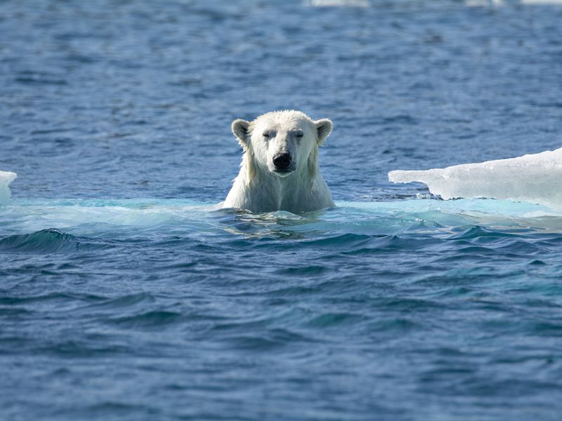 Polar bear resting on an iceberg off Cape Mercy | Smithsonian Photo ...