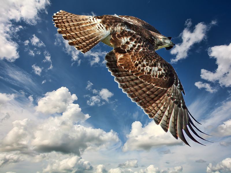 Red-tailed hawk flying in the clouds. | Smithsonian Photo Contest ...