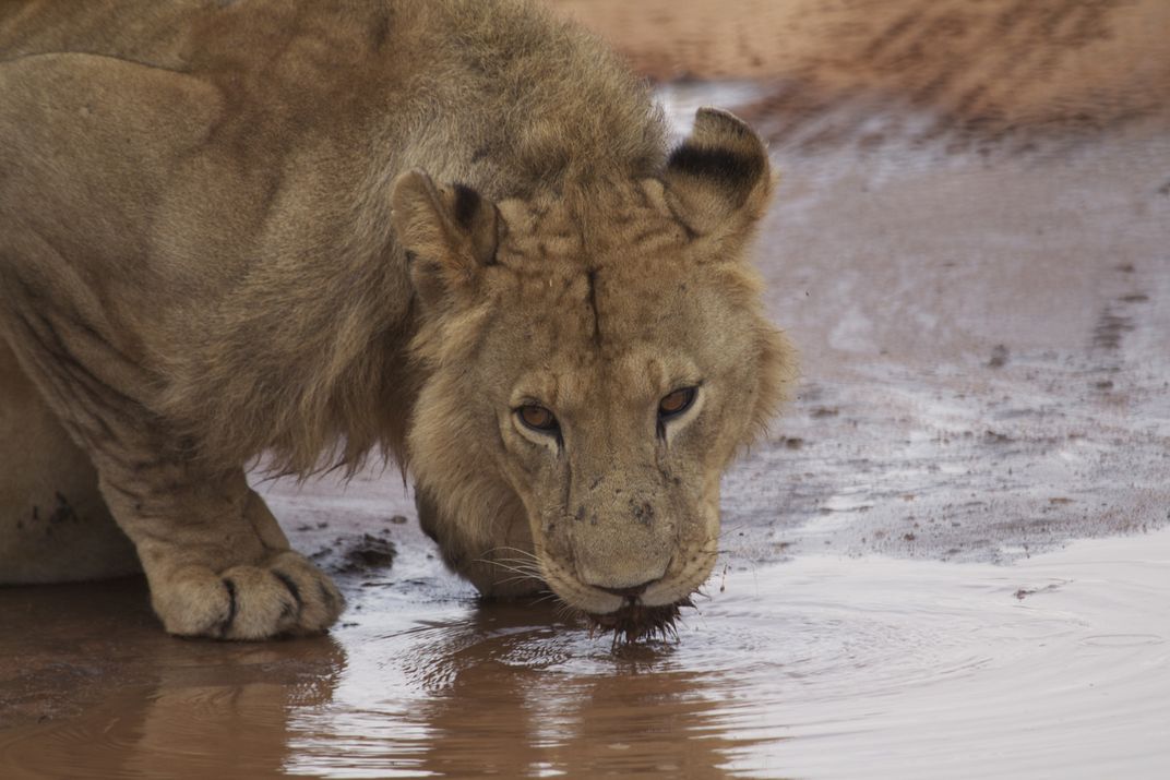 Young male lion laps down rain water from a puddle after having ...