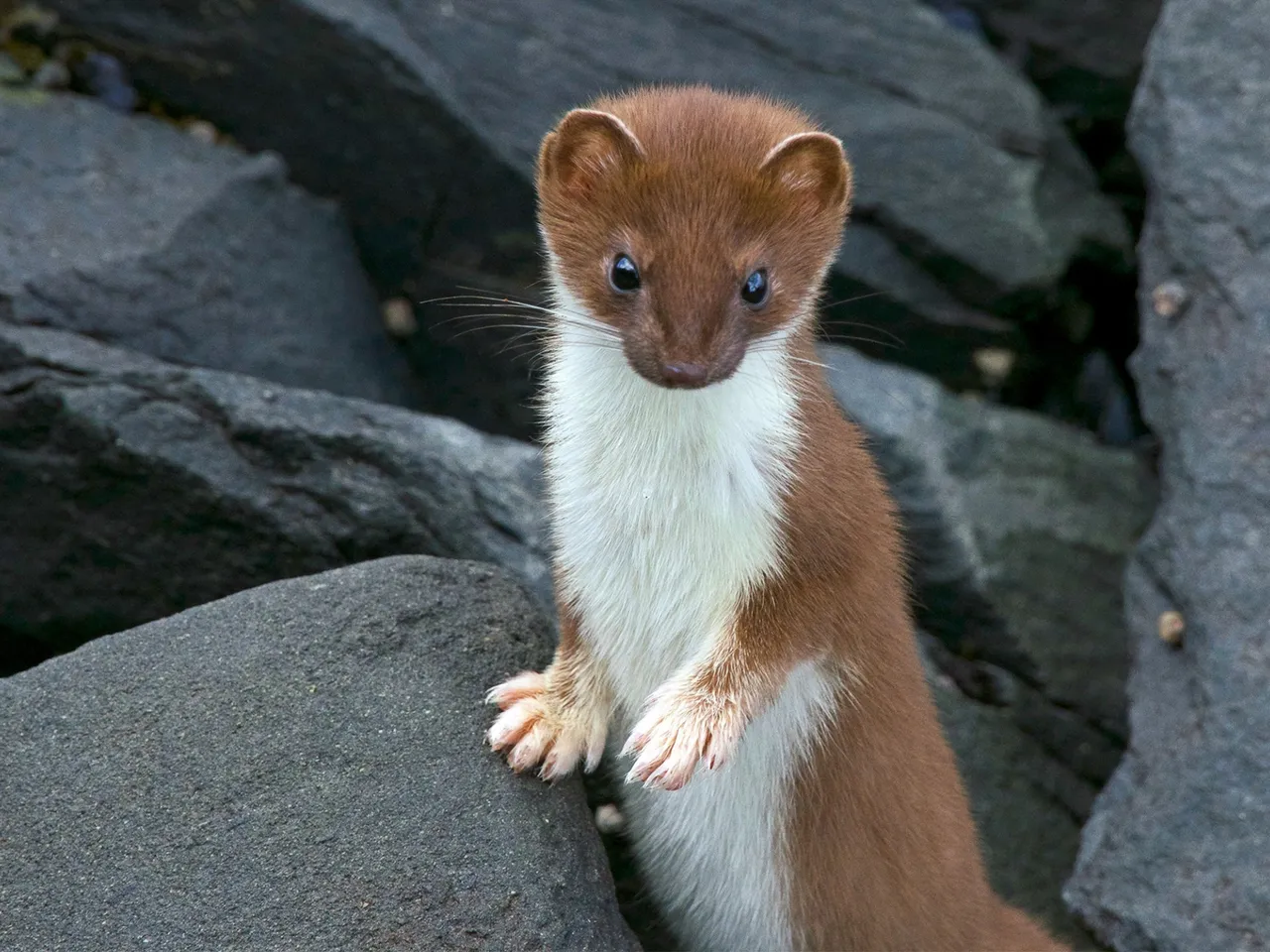 Ermine Animal