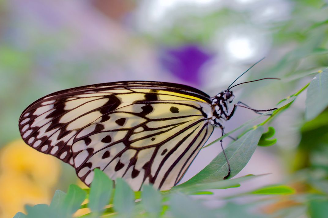 Butterfly in the Garden | Smithsonian Photo Contest | Smithsonian Magazine
