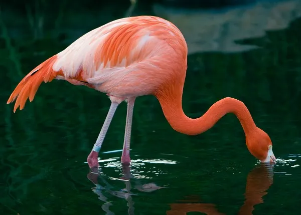 how to color a flamingo