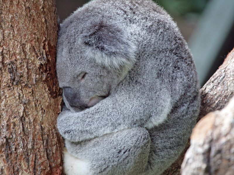 Koala Asleep in a Tree | Smithsonian Photo Contest | Smithsonian Magazine