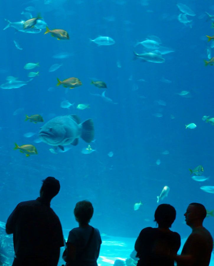 Georgia Aquarium wall of fish | Smithsonian Photo Contest | Smithsonian ...
