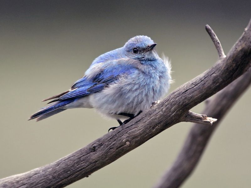 Bluebird fluff | Smithsonian Photo Contest | Smithsonian Magazine