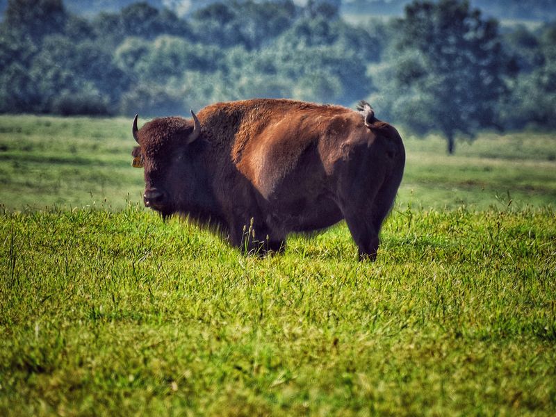 Where the buffalo roam | Smithsonian Photo Contest | Smithsonian Magazine