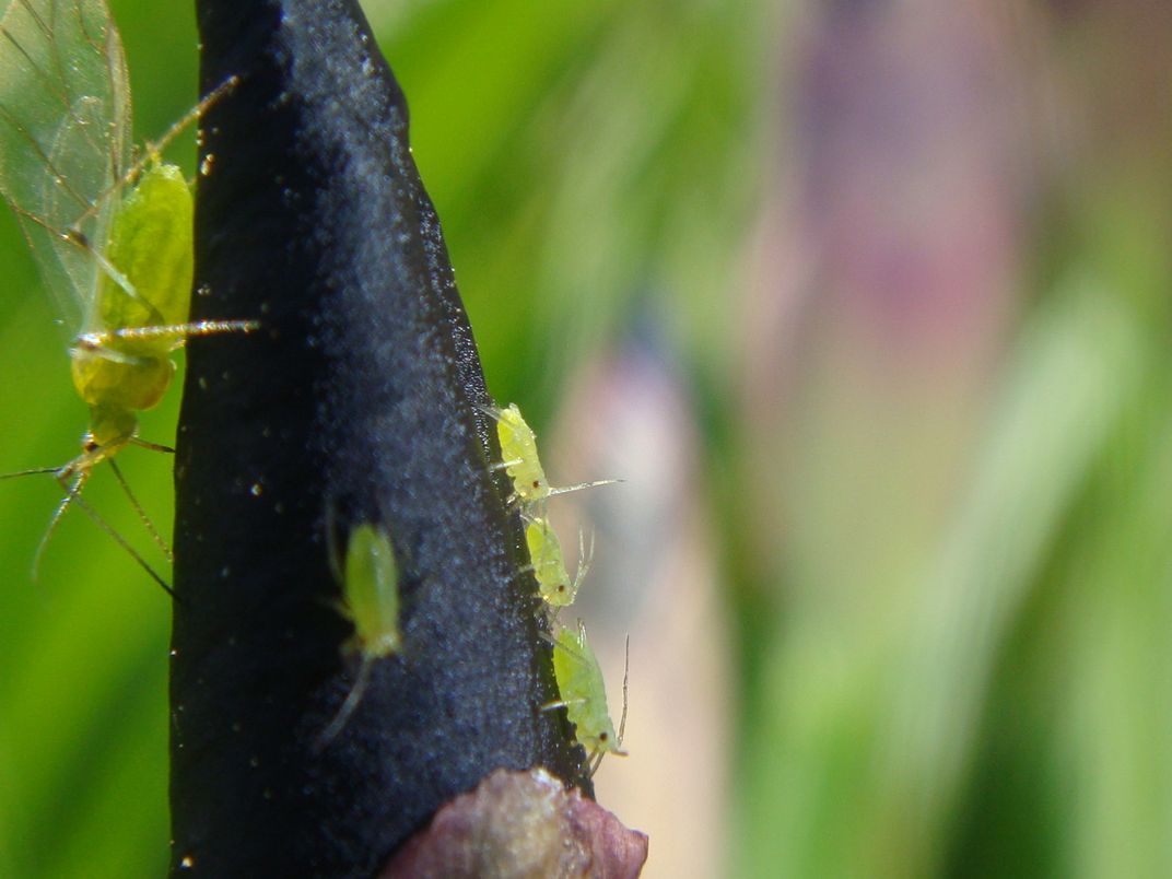 Mommy Bug watching after her 3 baby bugs | Smithsonian Photo Contest ...