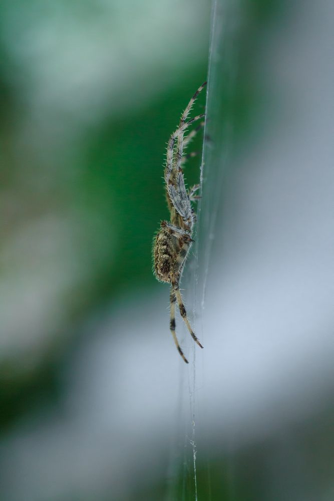 "Waiting" In the hills, the spider is waiting for his meal in its web ...