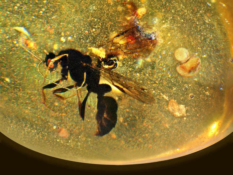 This is a photo-micrograph of a wasp in ancient amber, millions of ...