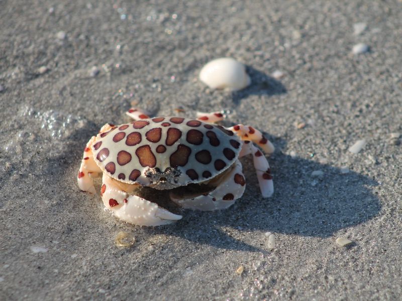 Calico crab on the beach | Smithsonian Photo Contest | Smithsonian Magazine