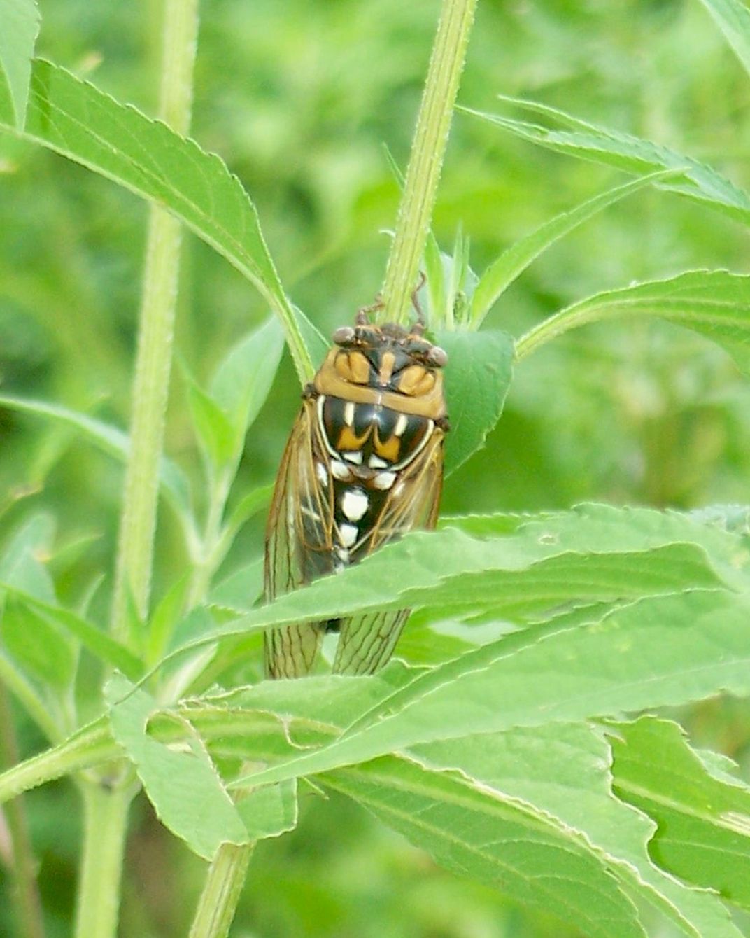 Cicada | Smithsonian Photo Contest | Smithsonian Magazine