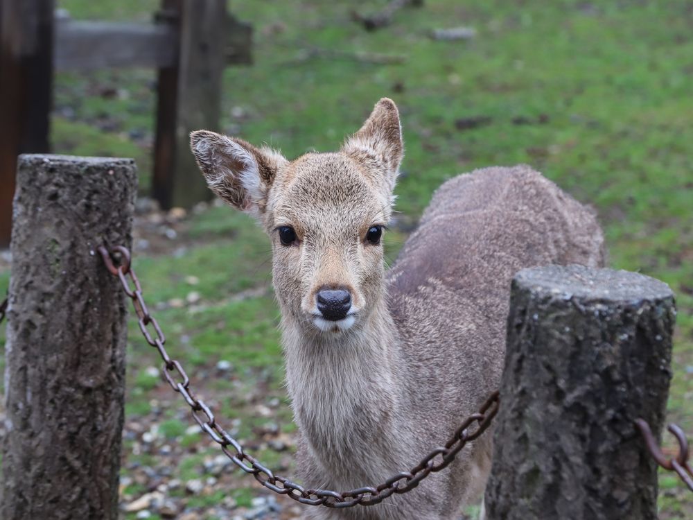 Deer at Nara | Smithsonian Photo Contest | Smithsonian Magazine