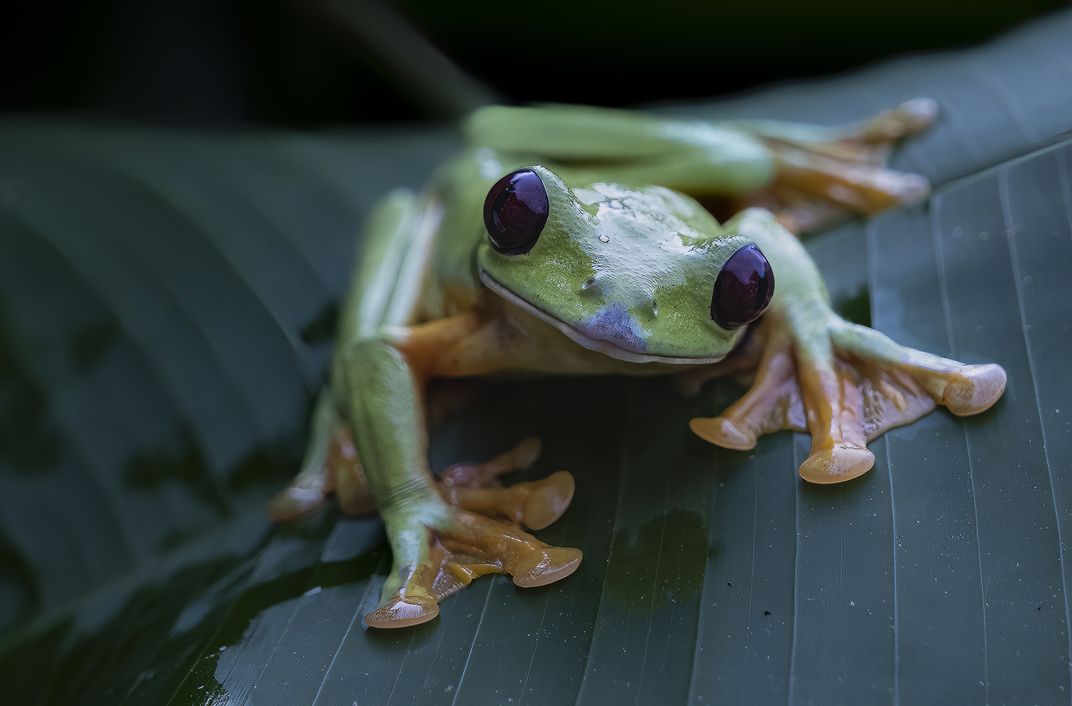 The flirting frog | Smithsonian Photo Contest | Smithsonian Magazine