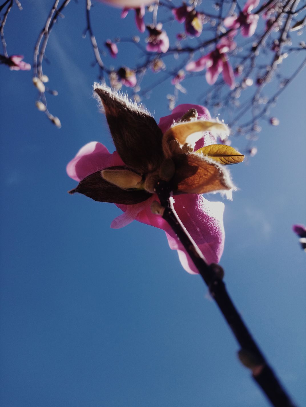 Underneath the Bloom | Smithsonian Photo Contest | Smithsonian Magazine