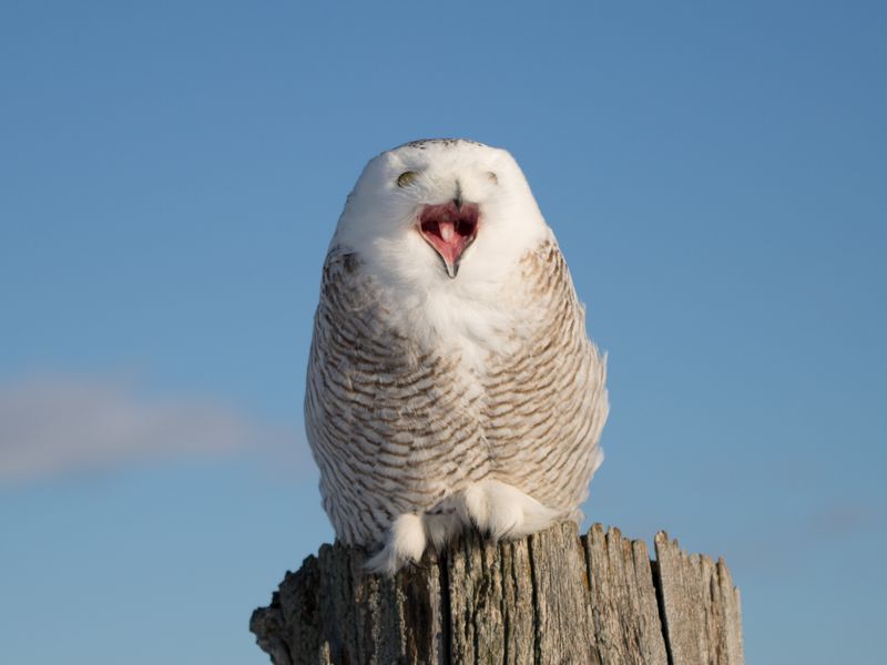 The laughing snowy owl | Smithsonian Photo Contest | Smithsonian Magazine