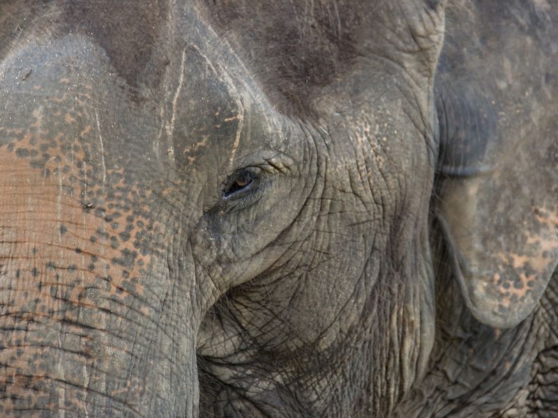 The face of a pachyderm | Smithsonian Photo Contest | Smithsonian Magazine