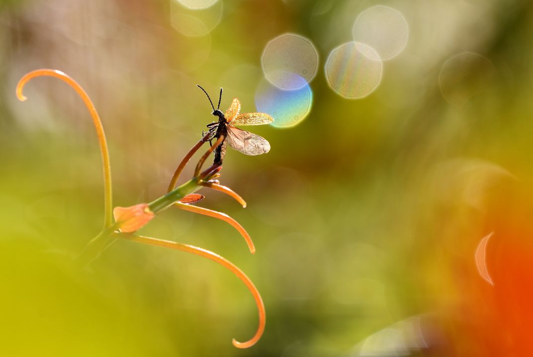 floating in ether | Smithsonian Photo Contest | Smithsonian Magazine